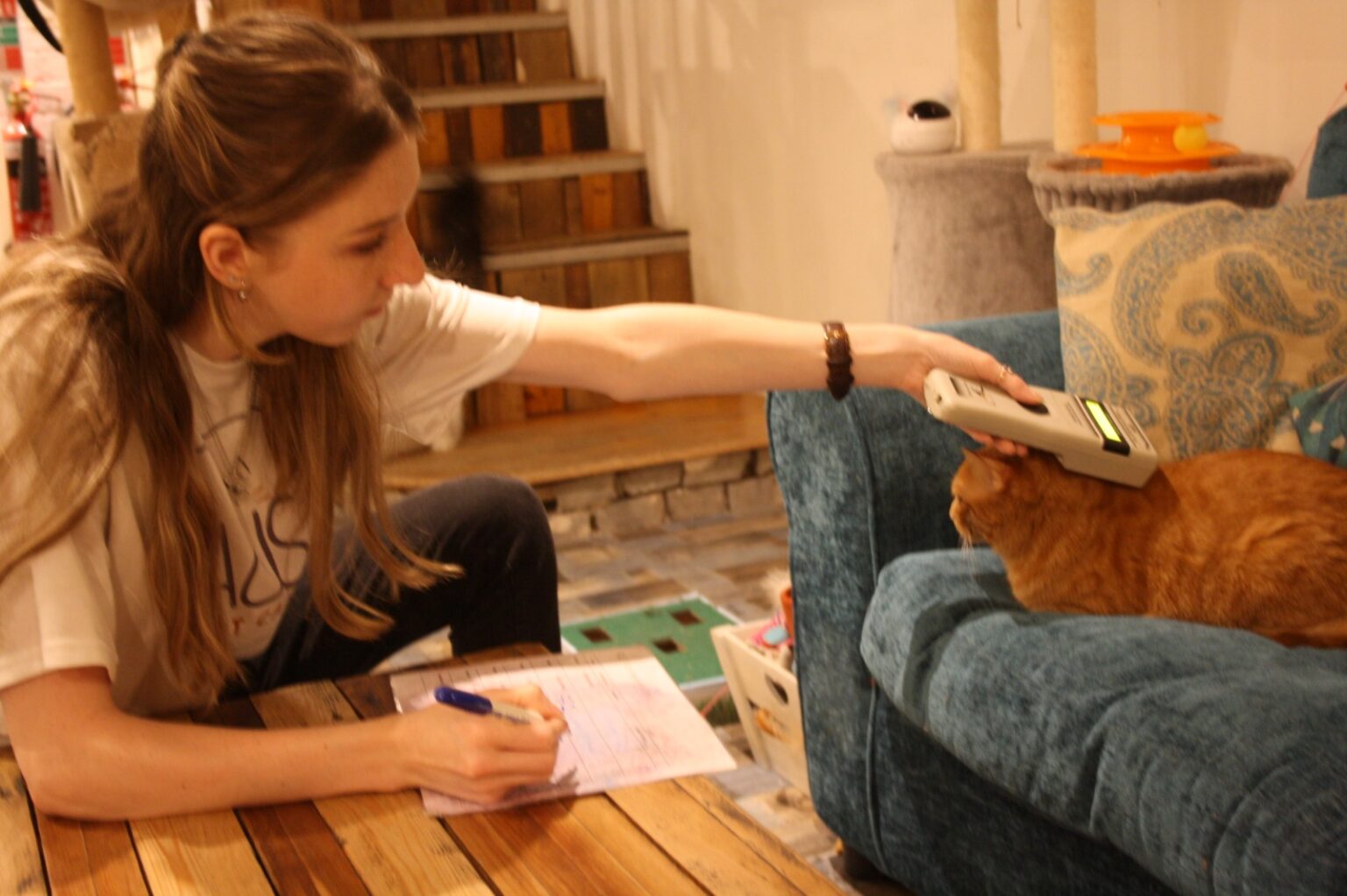 Pause Cat Cafe – pausecharity.org