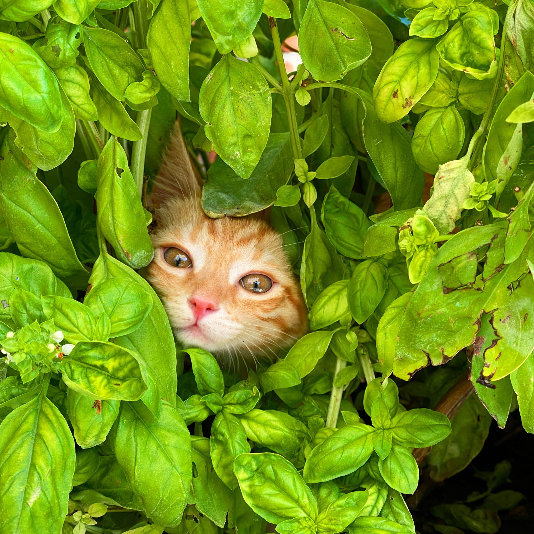 Pause Cat Cafe – pausecharity.org